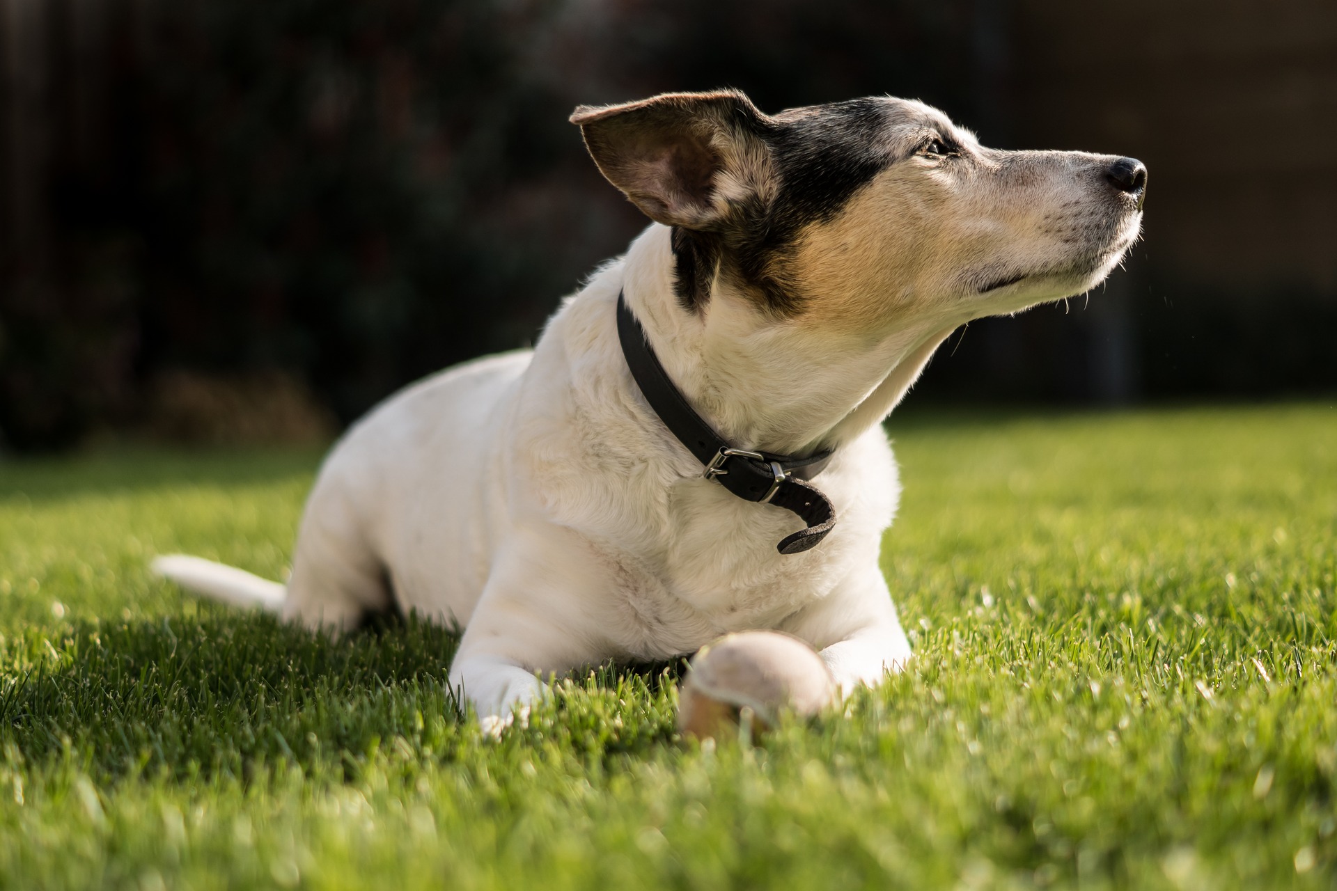 Independence, KS 67301 - Independence Animal Hospital