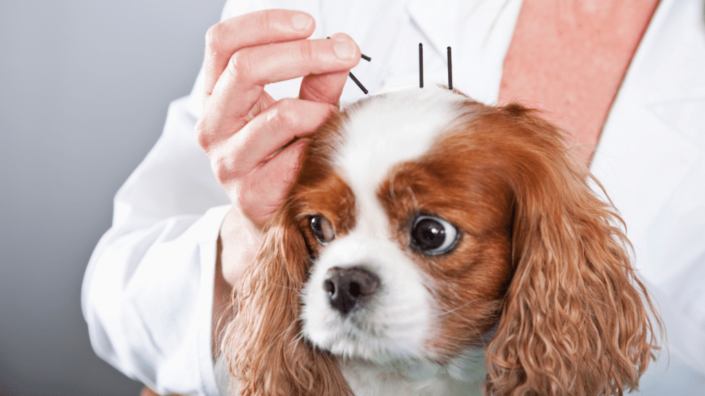 Veterinary Appointment - Independence Animal Hospital