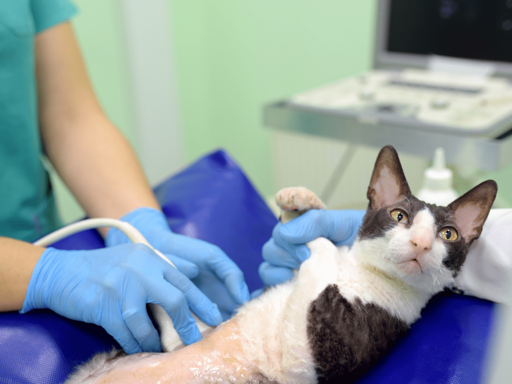 Independence Large Animals - Independence Animal Hospital